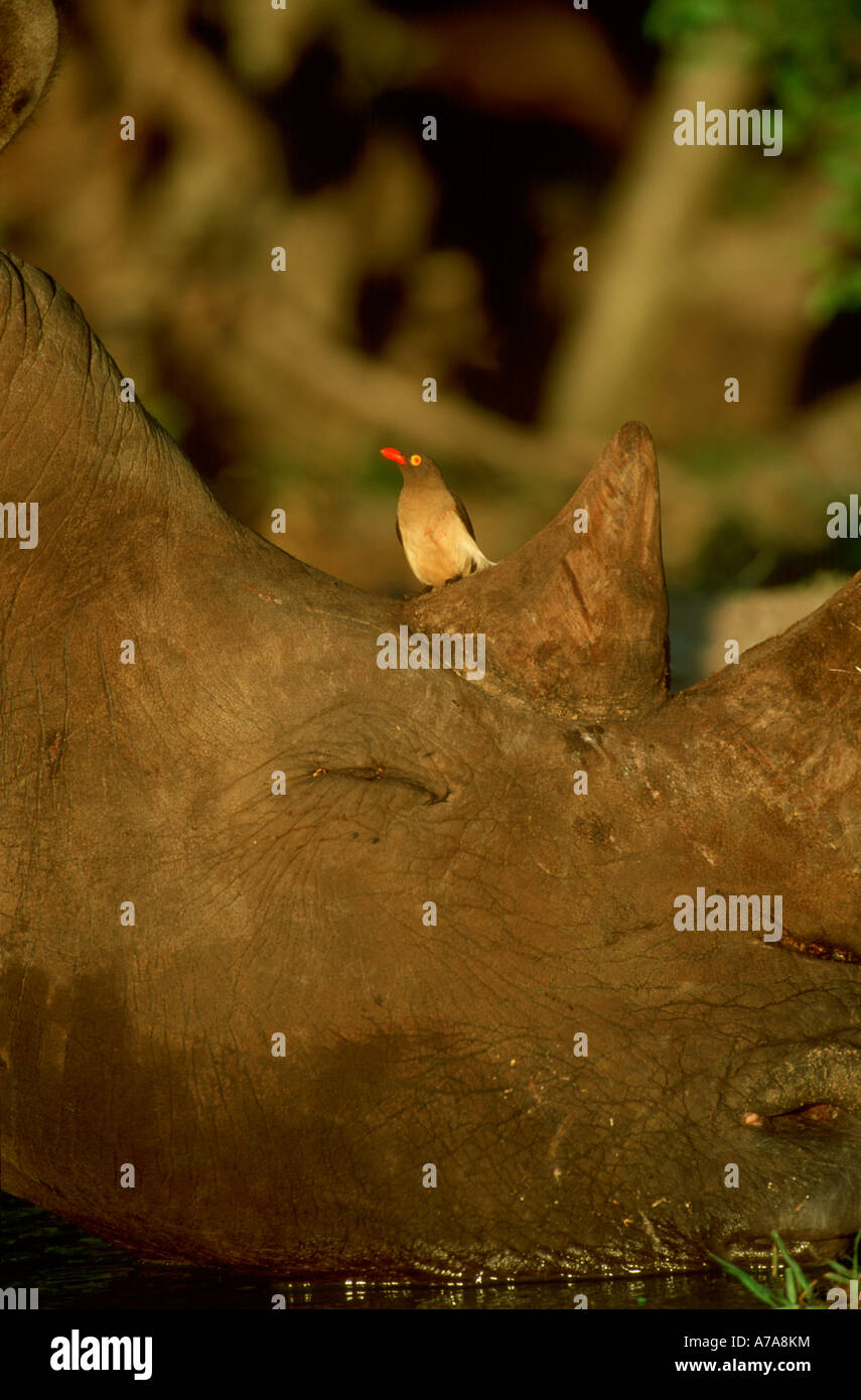 White rhinoceros resting in hi-res stock photography and images - Alamy