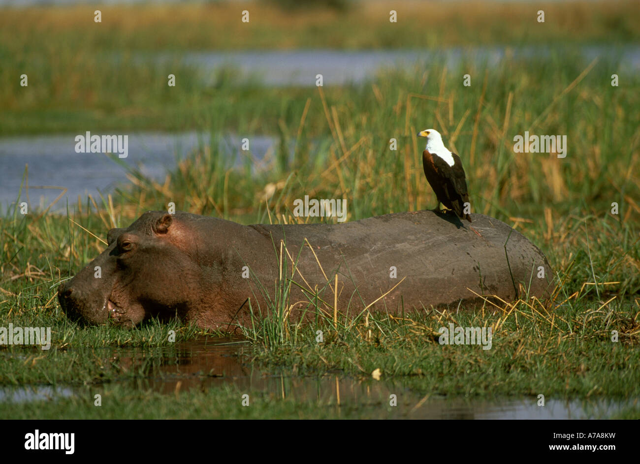 An African fish eagle perched on the back of a hippopotamus lying in ...