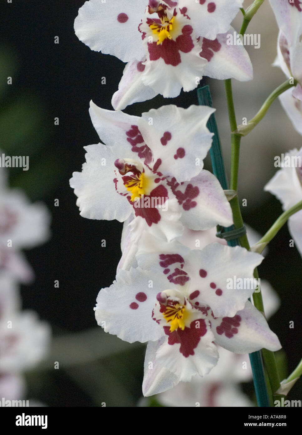 Anna bright hi-res stock photography and images - Alamy