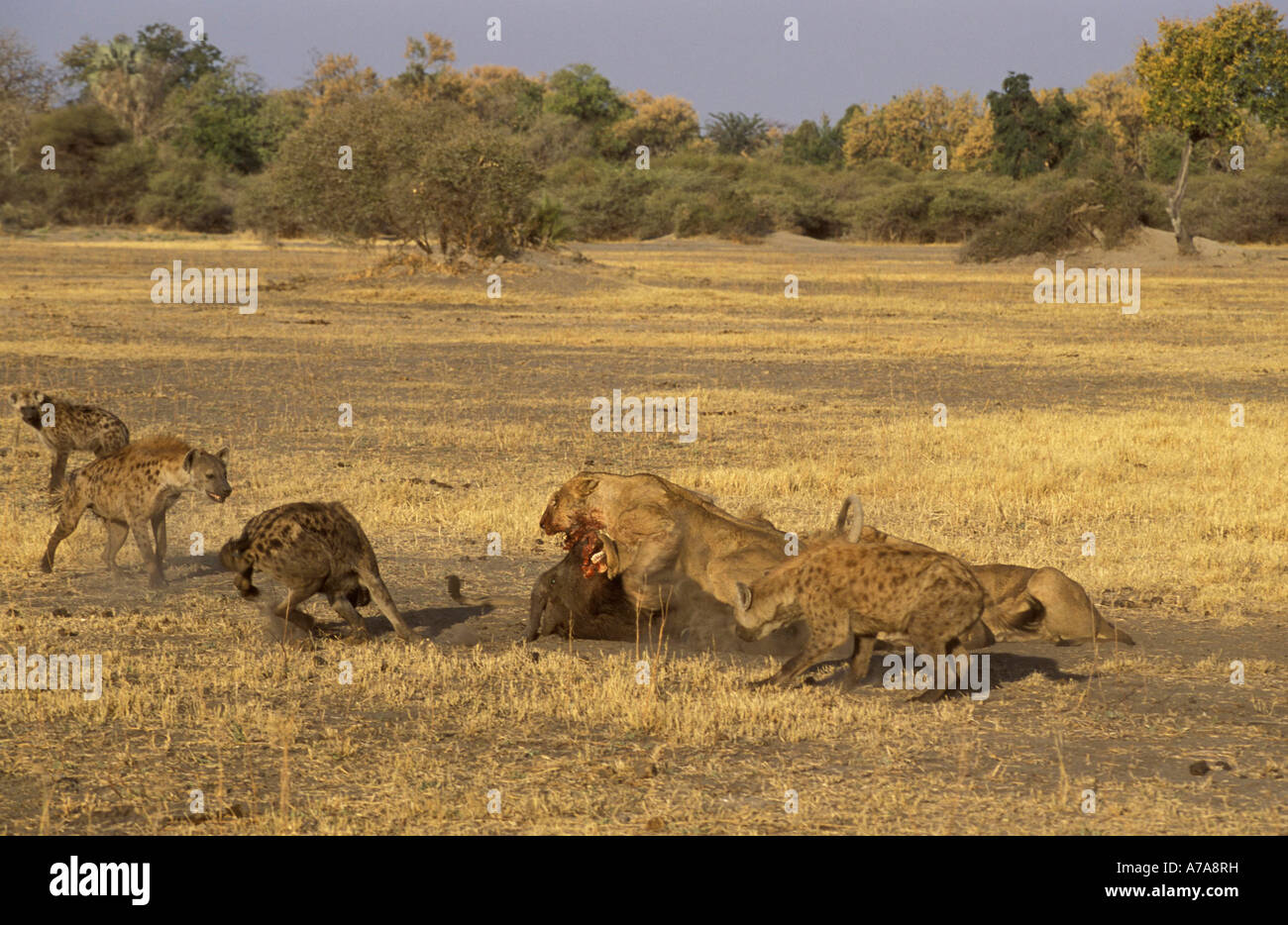 hyaena and lions at a buffalo kill photo 10 Okavango Delta Botswana ...