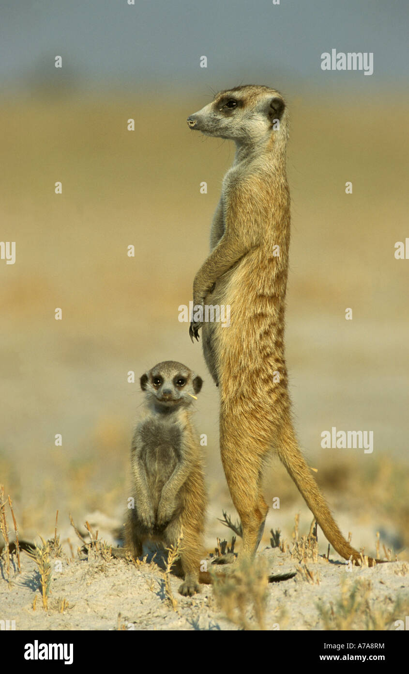 Baby suricate hi-res stock photography and images - Alamy
