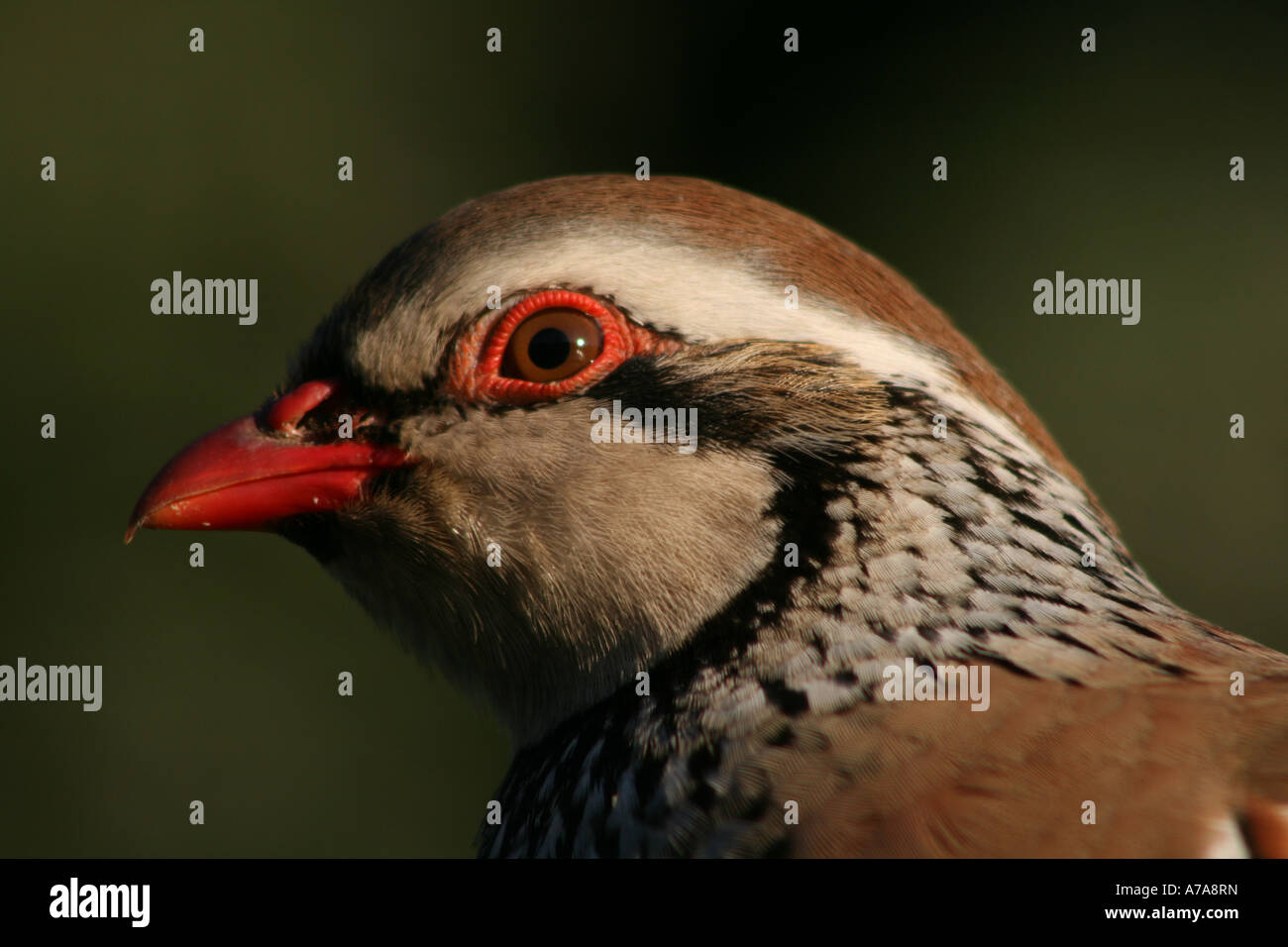 Partridge bird head close up hi-res stock photography and images - Alamy