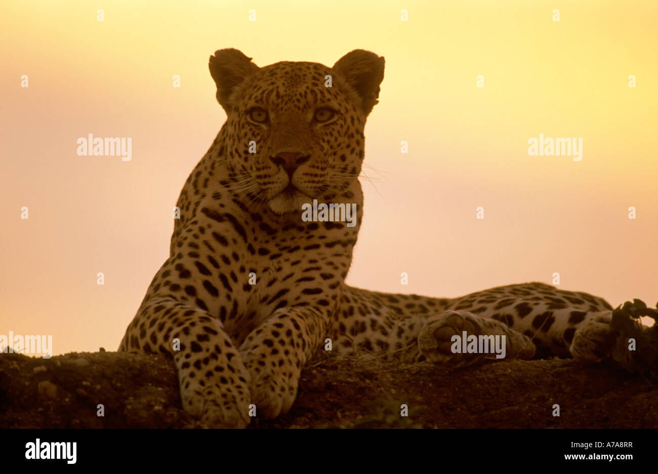A portrait of a leopard lying on a rock at dusk Sabi Sand Game Reserve ...