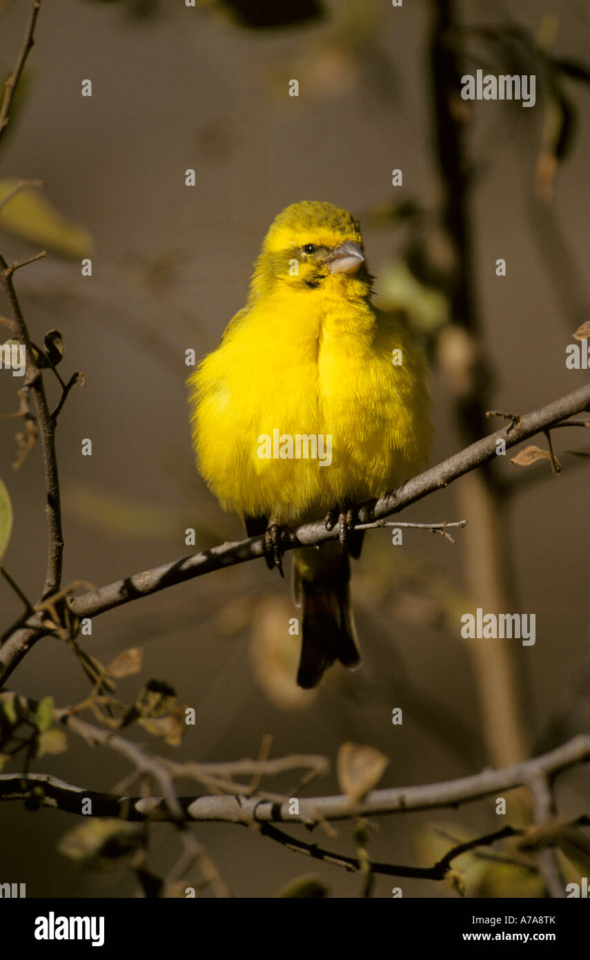 A Yellow Canary perched on a branch Krugersdrop Game Reserve Gauteng ...
