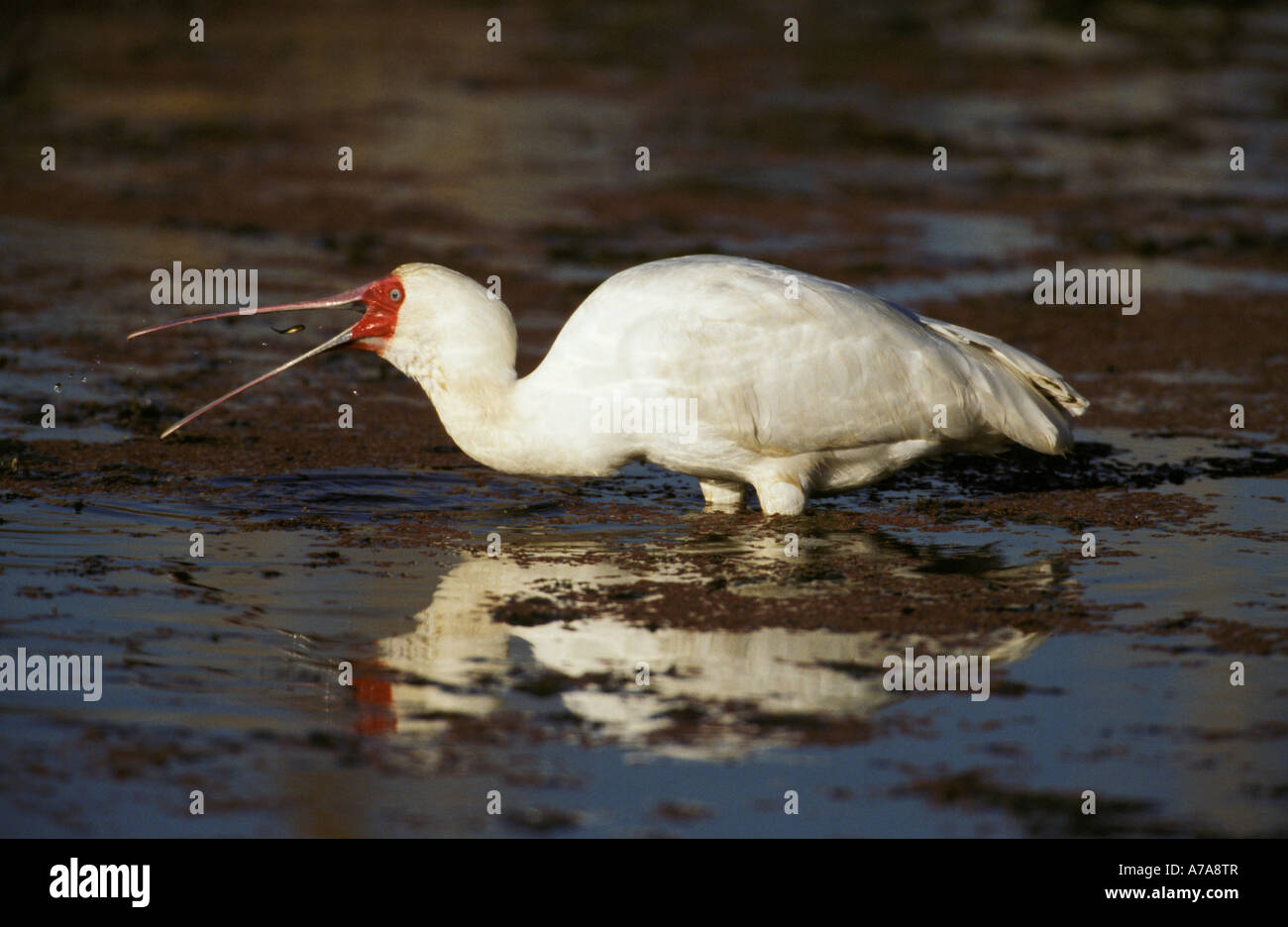 Bill of a bird hi-res stock photography and images - Alamy