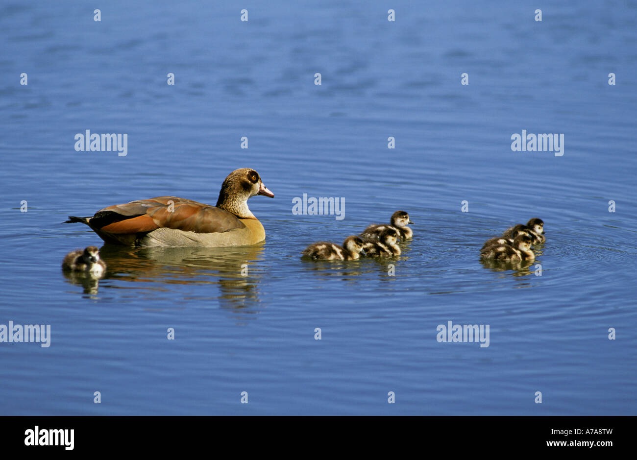 An Egyptian Goose with goslings Heldeberg Nature Reserve Western Cape ...