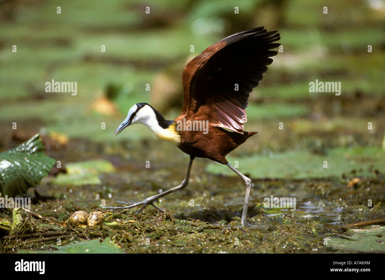 African jacana bird nest hi-res stock photography and images - Alamy
