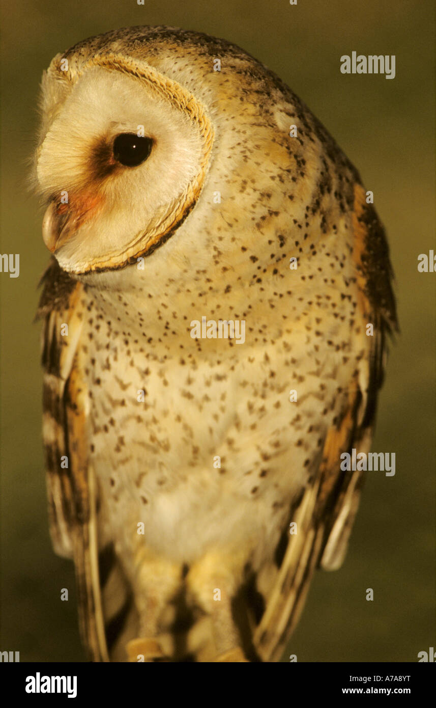 Side of owl face hi-res stock photography and images - Alamy