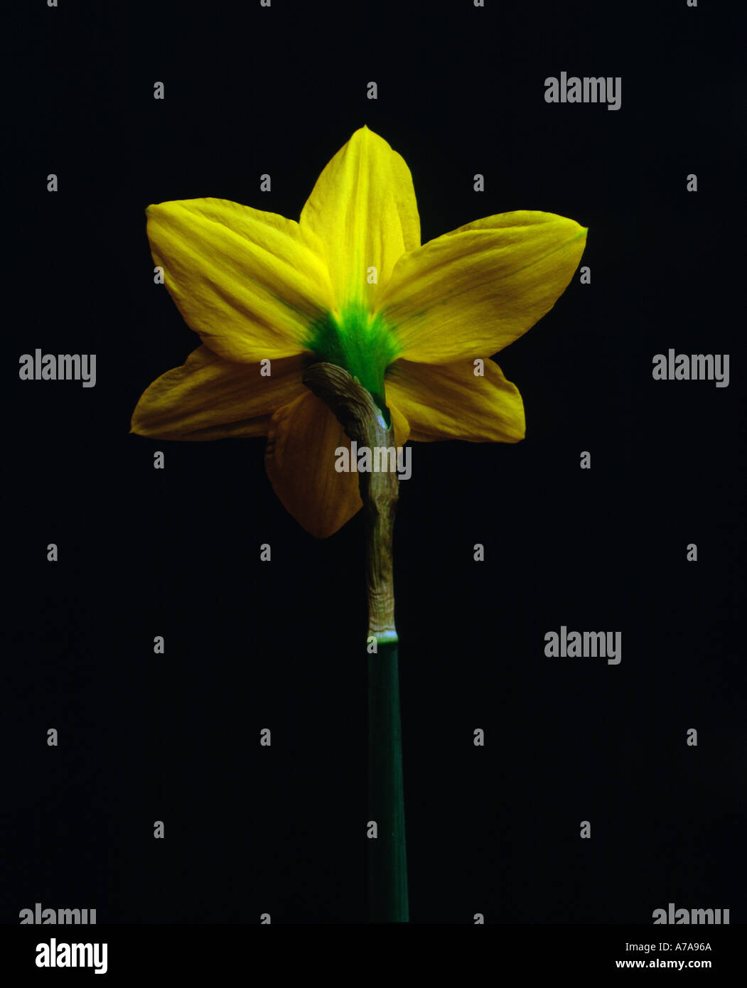 Back View of Single Daffodil against Black Background botanical botany ...