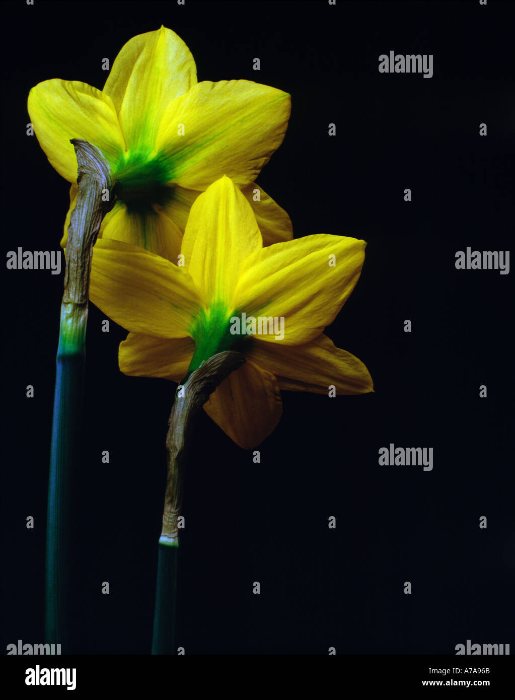 Back View of Two Daffodils against Black Background botanical botany ...