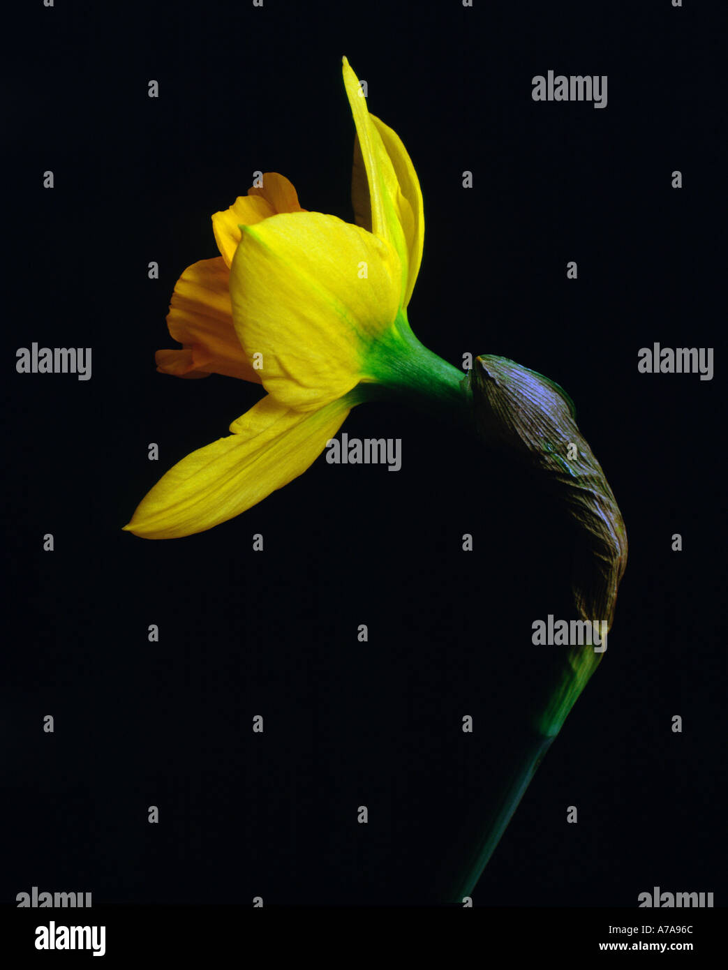 Side View of Single Daffodil against Black Background botanical botany ...