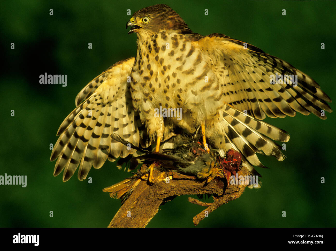 Black Sparrowhawk on branch with kill wings outstretched South Africa ...