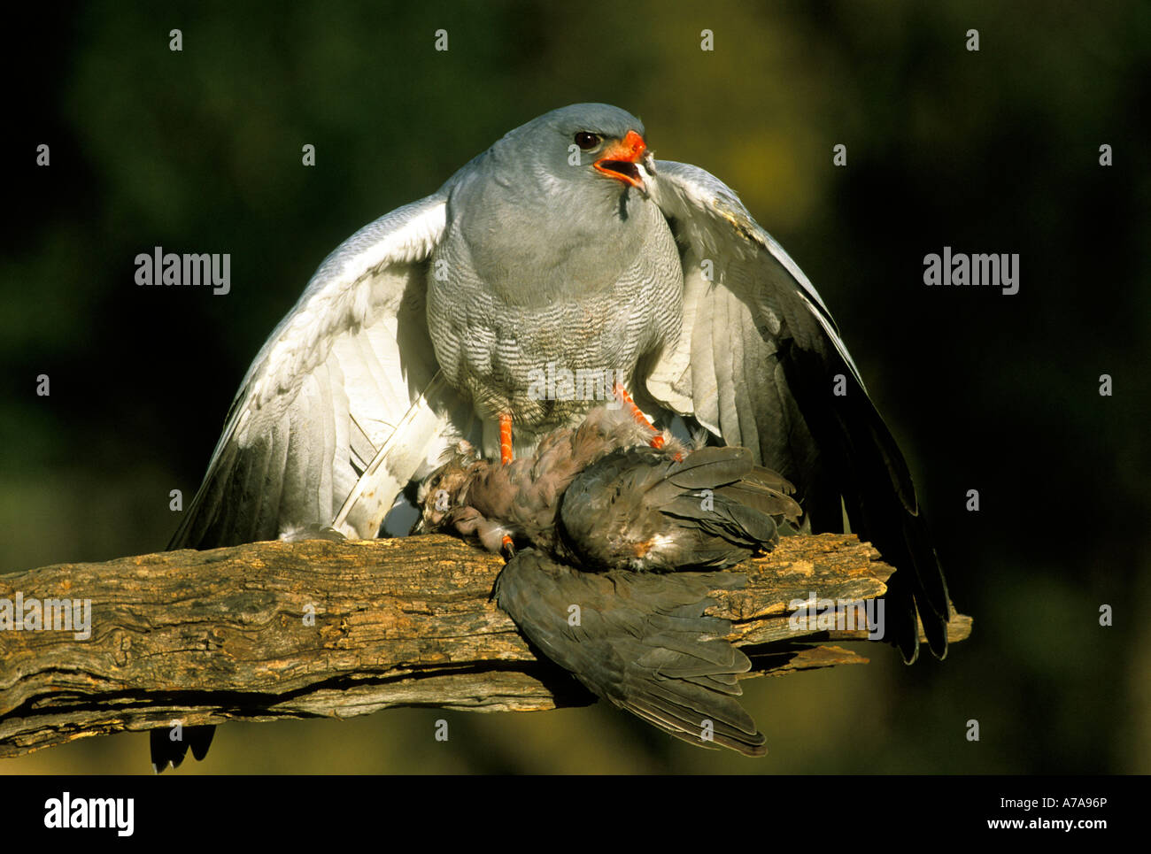Pale Chanting Goshawk with bird kill South Africa Stock Photo - Alamy