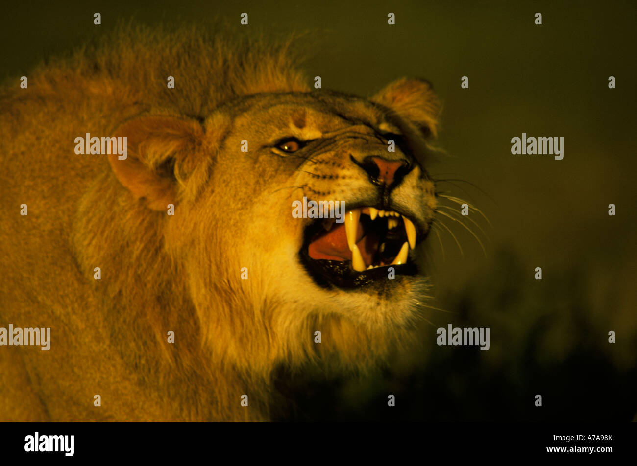 A portrait of a male lion growling its mouth partially open reveals its ...