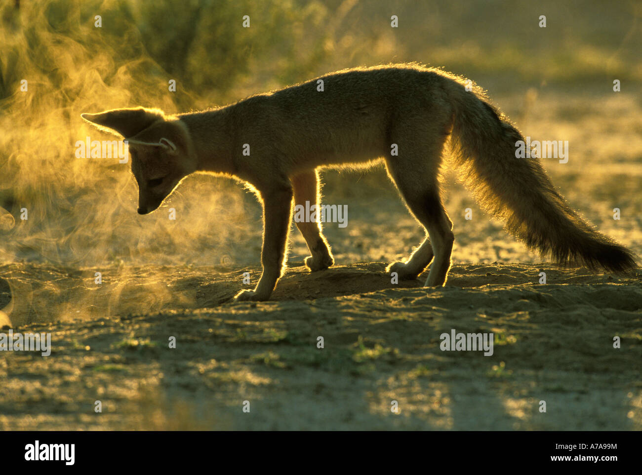 Bat eared fox peering hi-res stock photography and images - Alamy