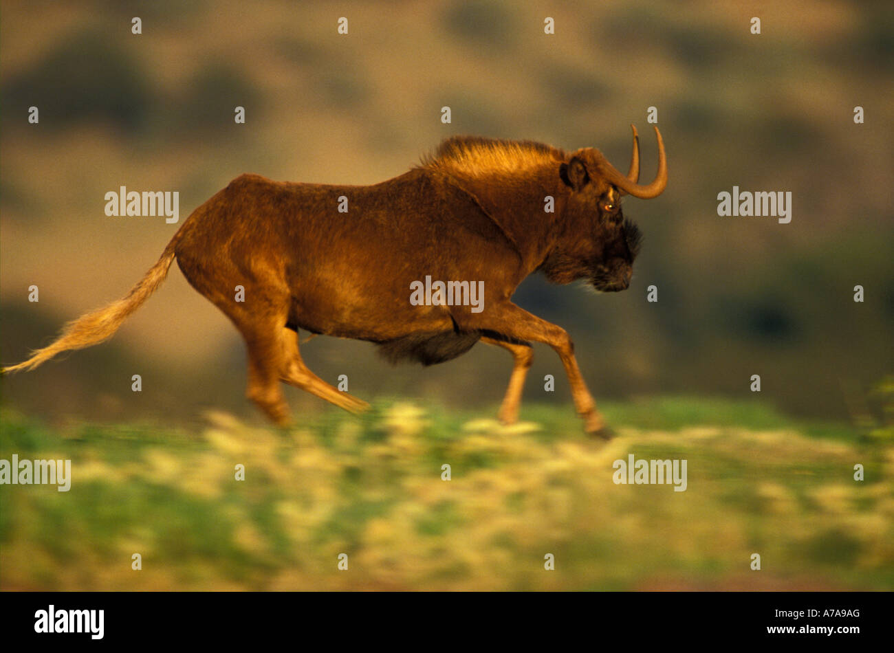 Black Wildebeest Running Stock Photos & Black Wildebeest Running Stock ...
