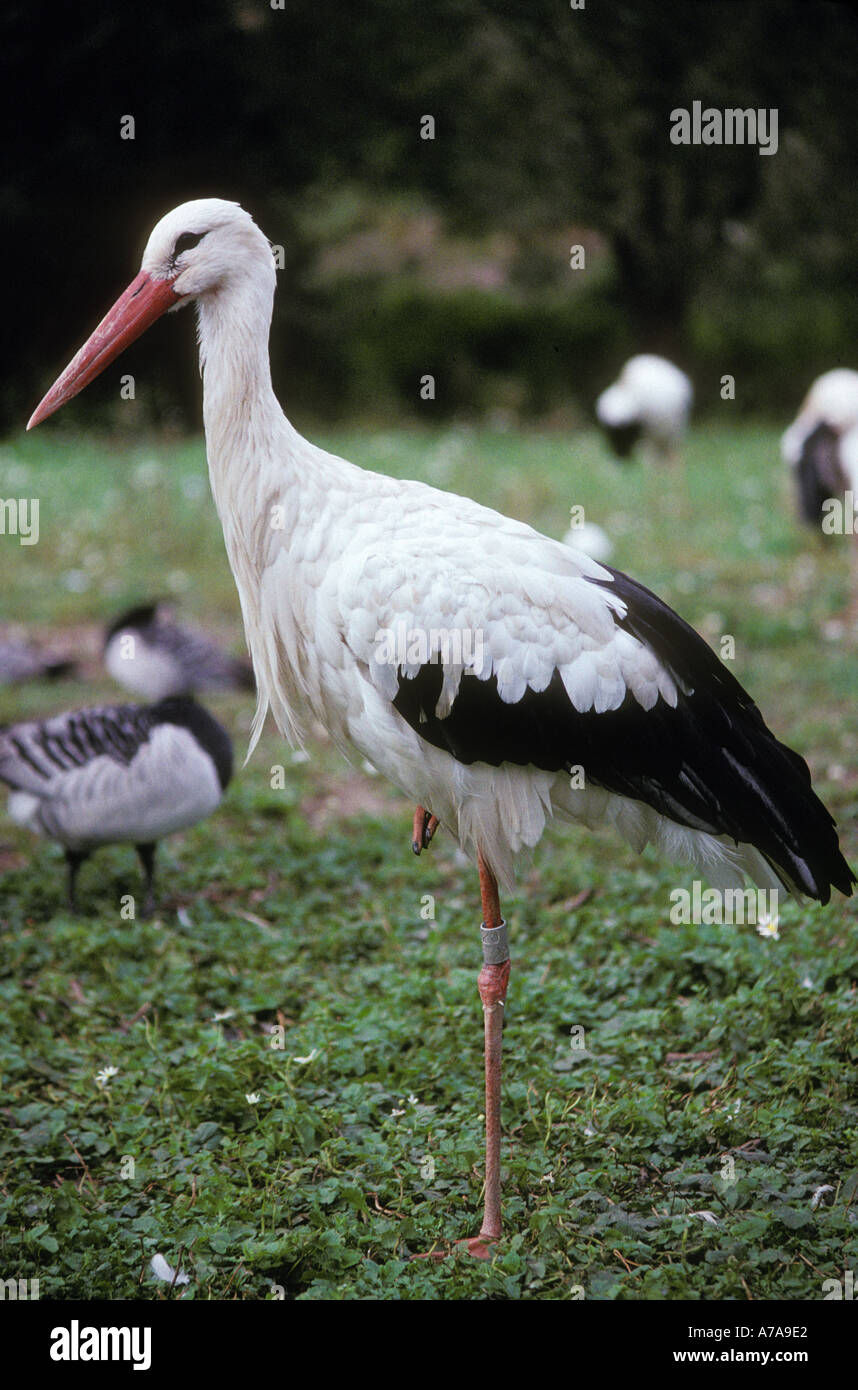 France Alsace Stork Reintroduction Center near Hunawihr Stock Photo - Alamy