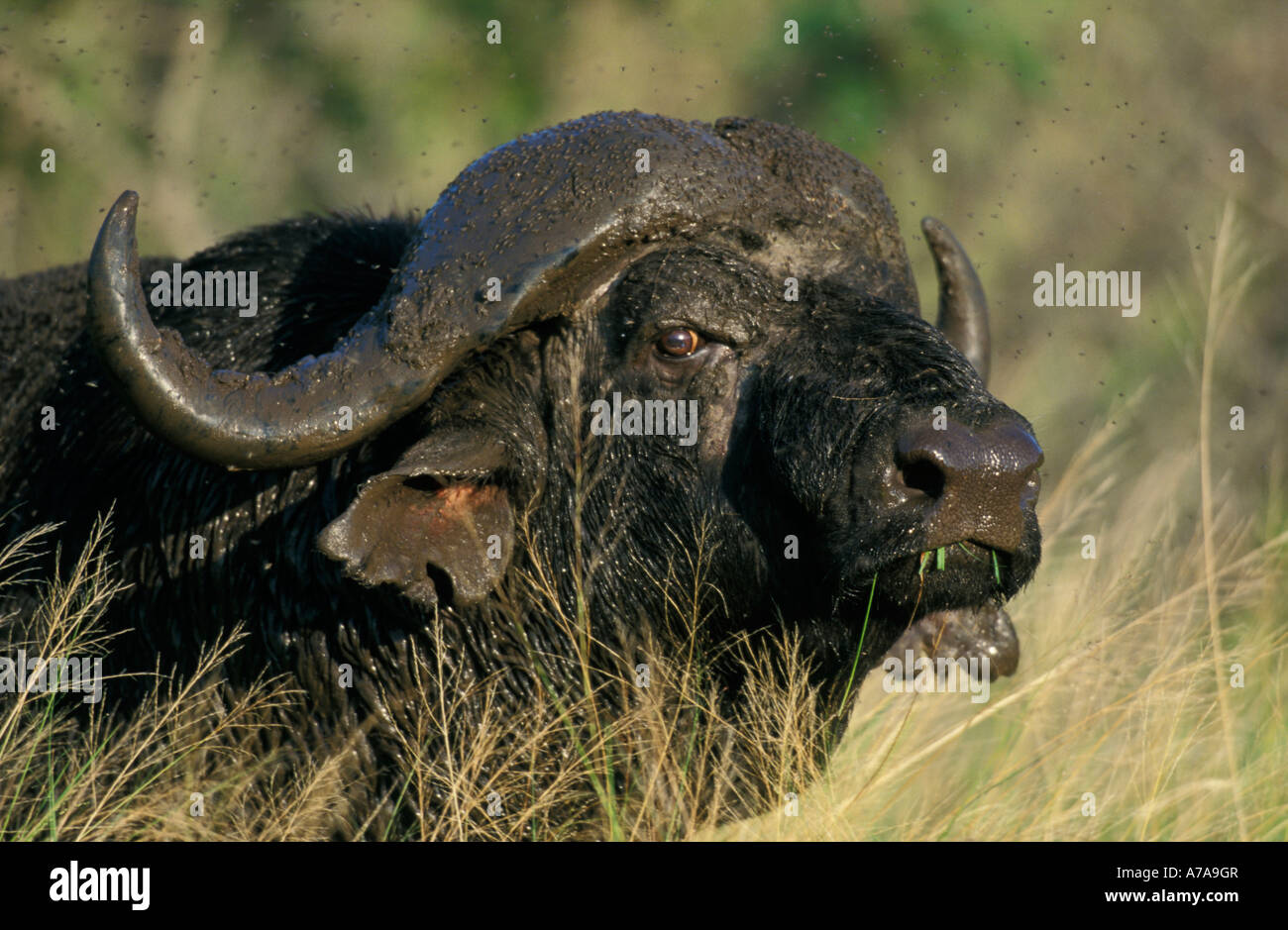 Buffalo flies hi-res stock photography and images - Alamy
