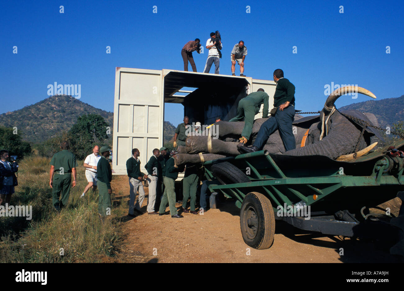 A darted elephant being loaded onto a massive trailer for ...