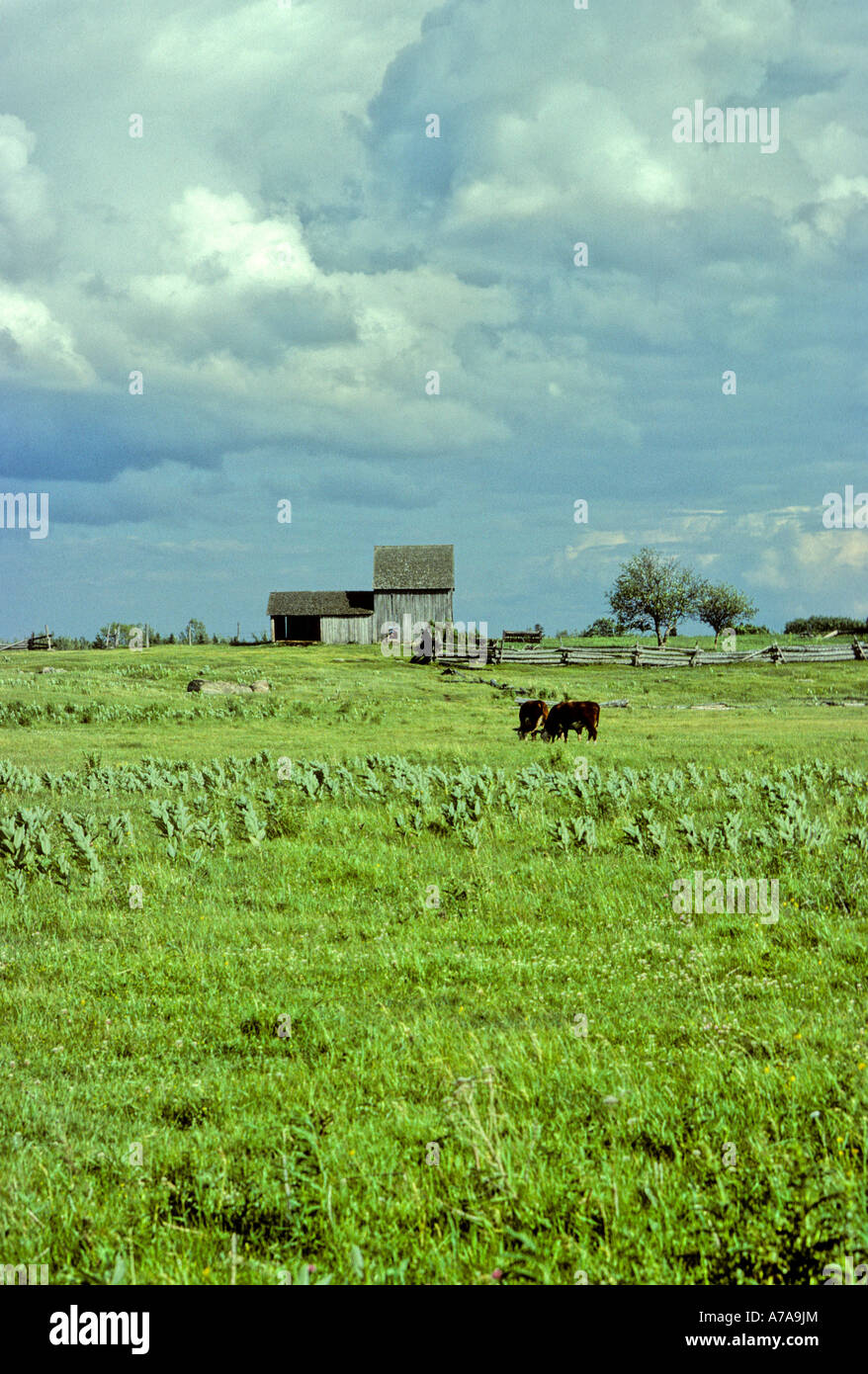 Old cows hi-res stock photography and images - Alamy
