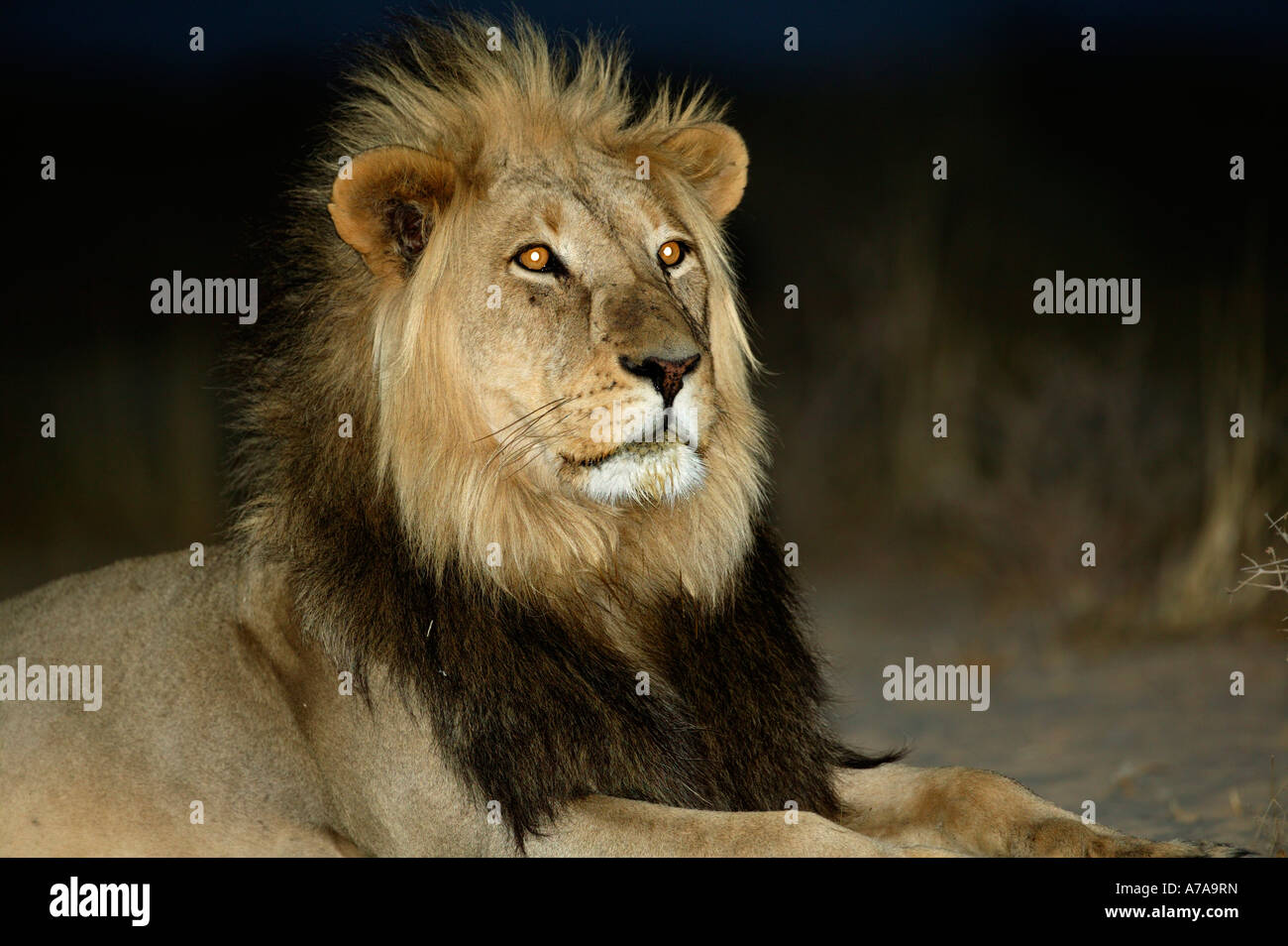 African lion, eyes, night hi-res stock photography and images - Alamy