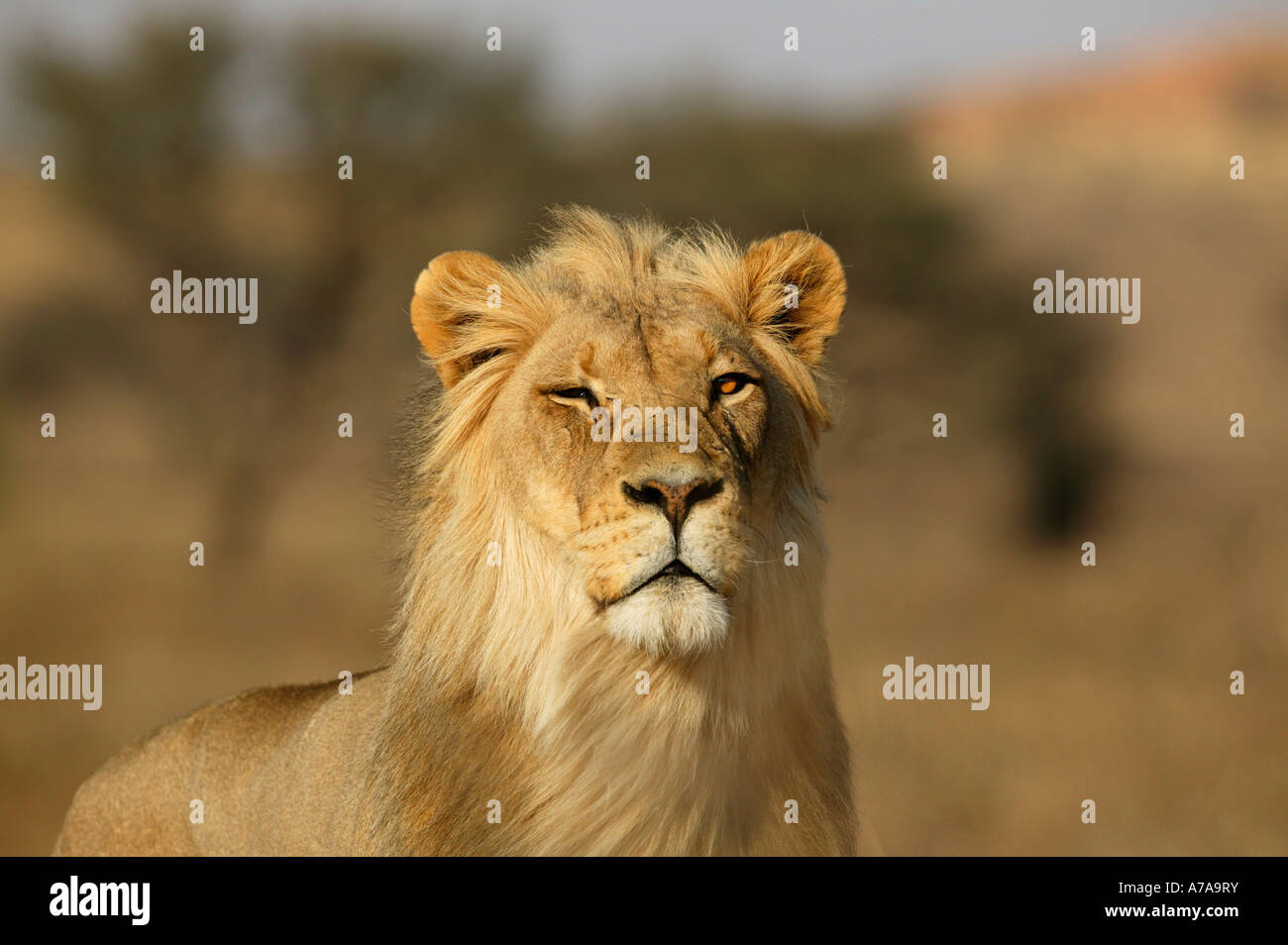 Big blonde mane hi-res stock photography and images - Alamy