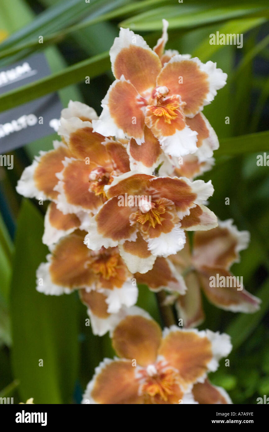Orchid Ondontioda Liangera x Ingera "Lyoth Picot Stock Photo - Alamy