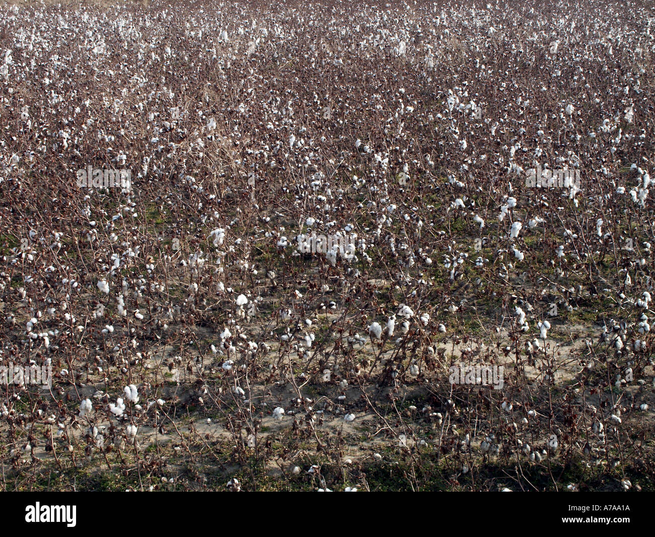 Cotton wool cotton hi-res stock photography and images - Alamy