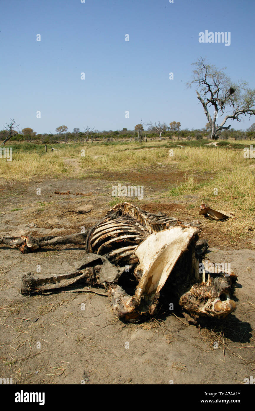 The bones of an elephant carcass Sabi Sand Game Reserve Mpumalanga ...