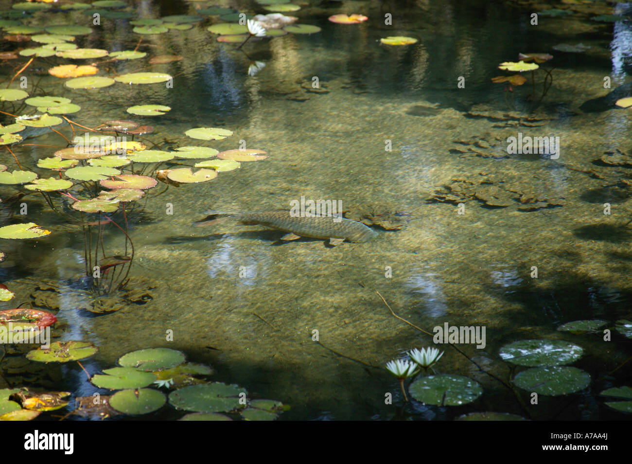 A carp feeding in the eye Die oog which is the source of the Kuruman ...