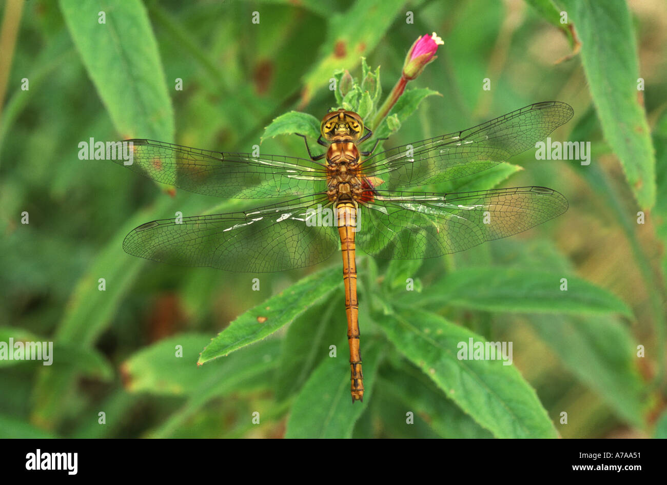 Common Darter dragonfly Sympetrum striolatum female Stock Photo - Alamy