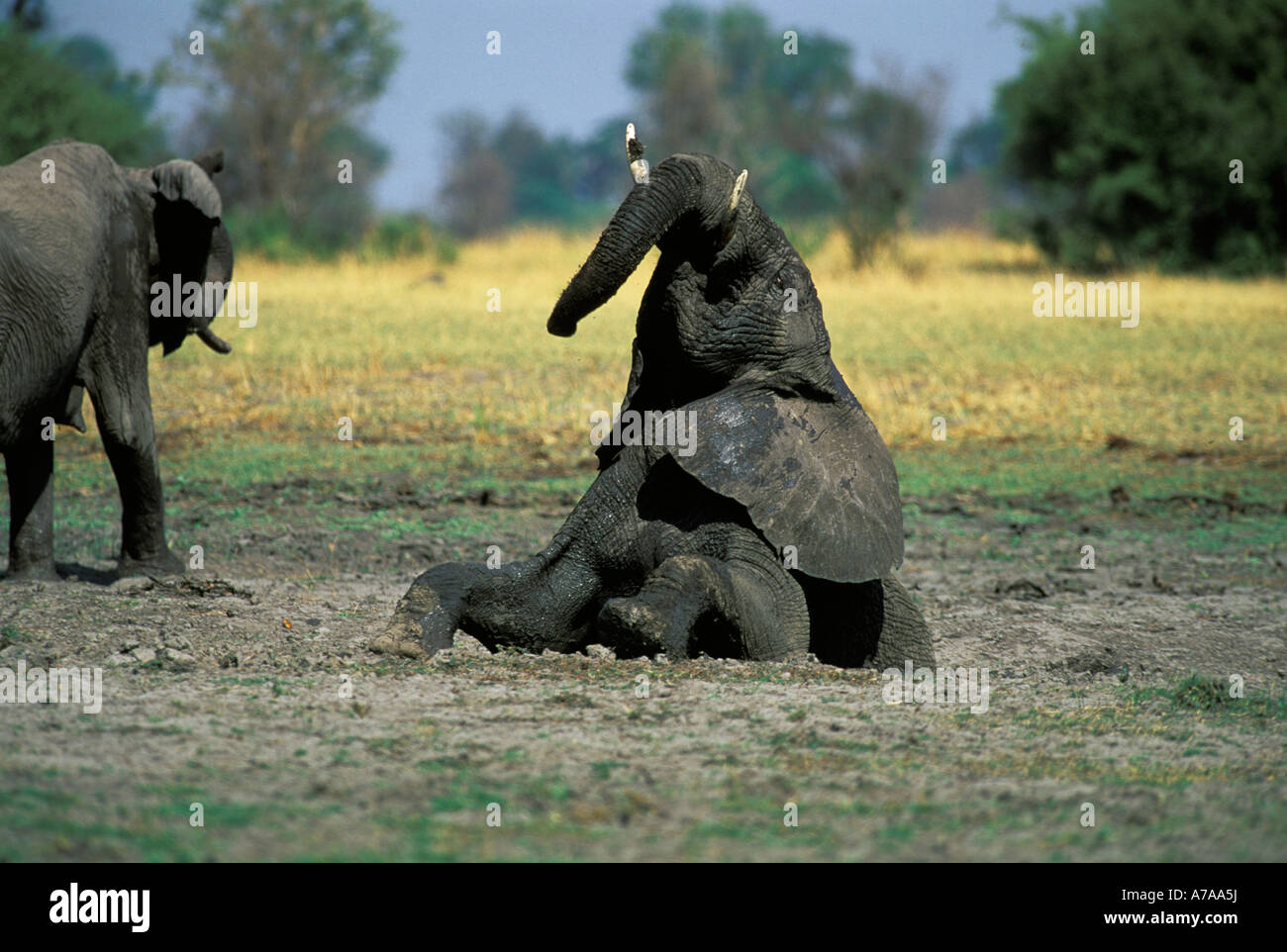 Young elephant bull in mud wallow Mombo Okavango Botswana Stock Photo ...