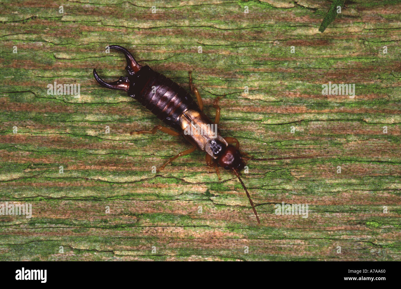 Common Earwig Forficula auricularia Stock Photo - Alamy