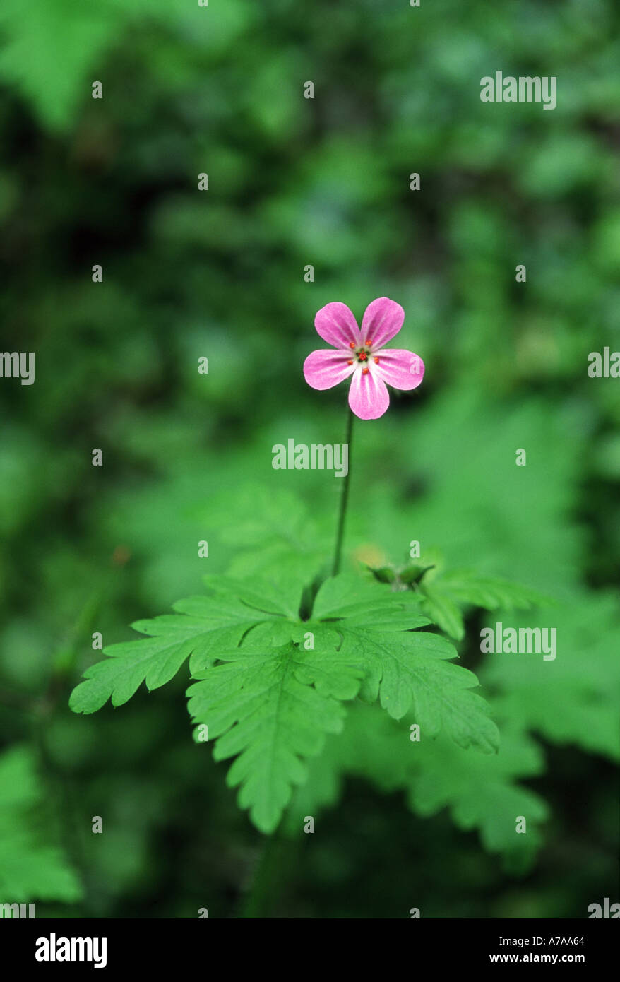 Herb Robert Geranium robertianum Stock Photo - Alamy