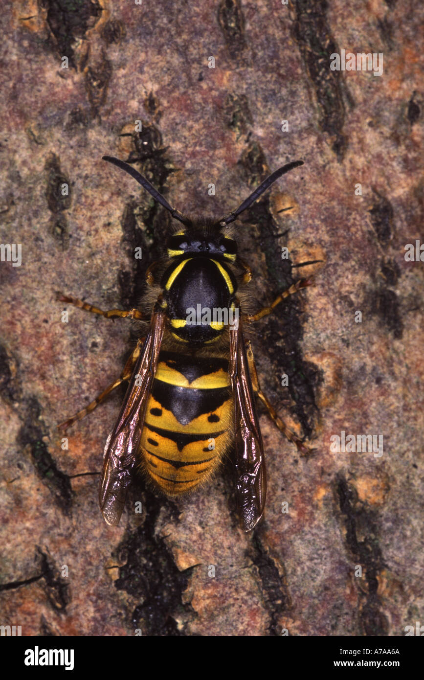 Common Wasp Queen Vespula vulgaris Stock Photo - Alamy