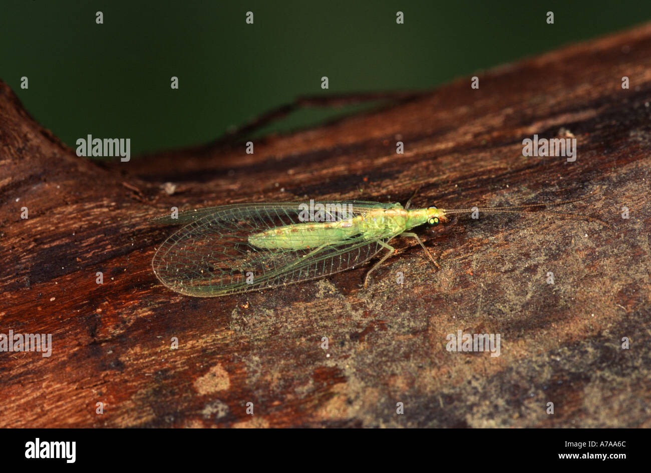 Green Lacewing chrysoperla carnea Stock Photo - Alamy