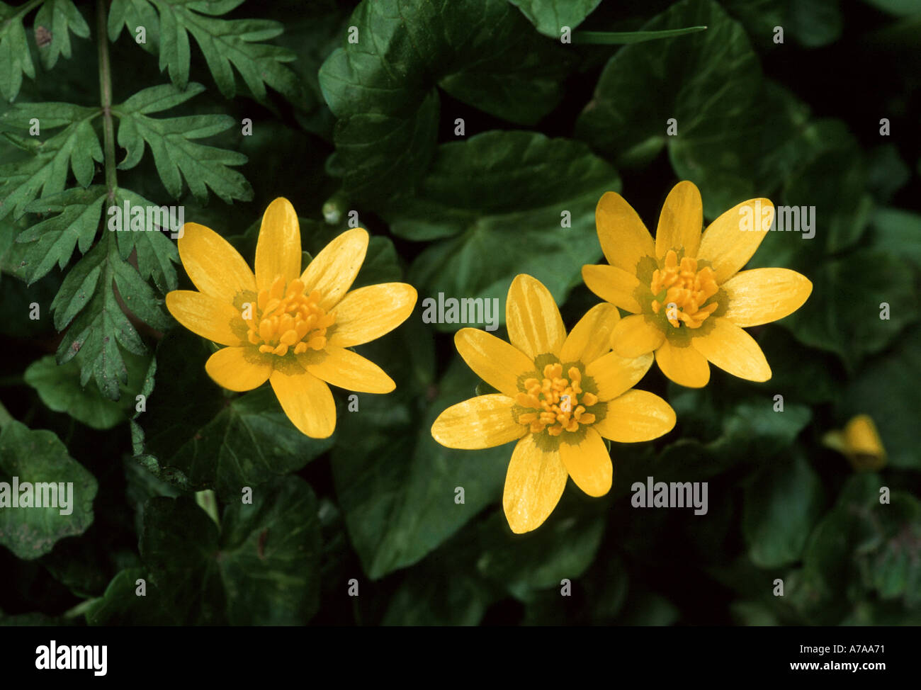 Lesser Celandine Ranunculus ficaria Stock Photo - Alamy