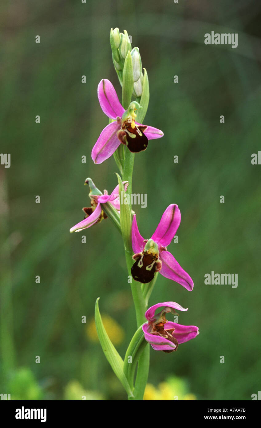 Bee Orchid Ophrys apifera Stock Photo - Alamy