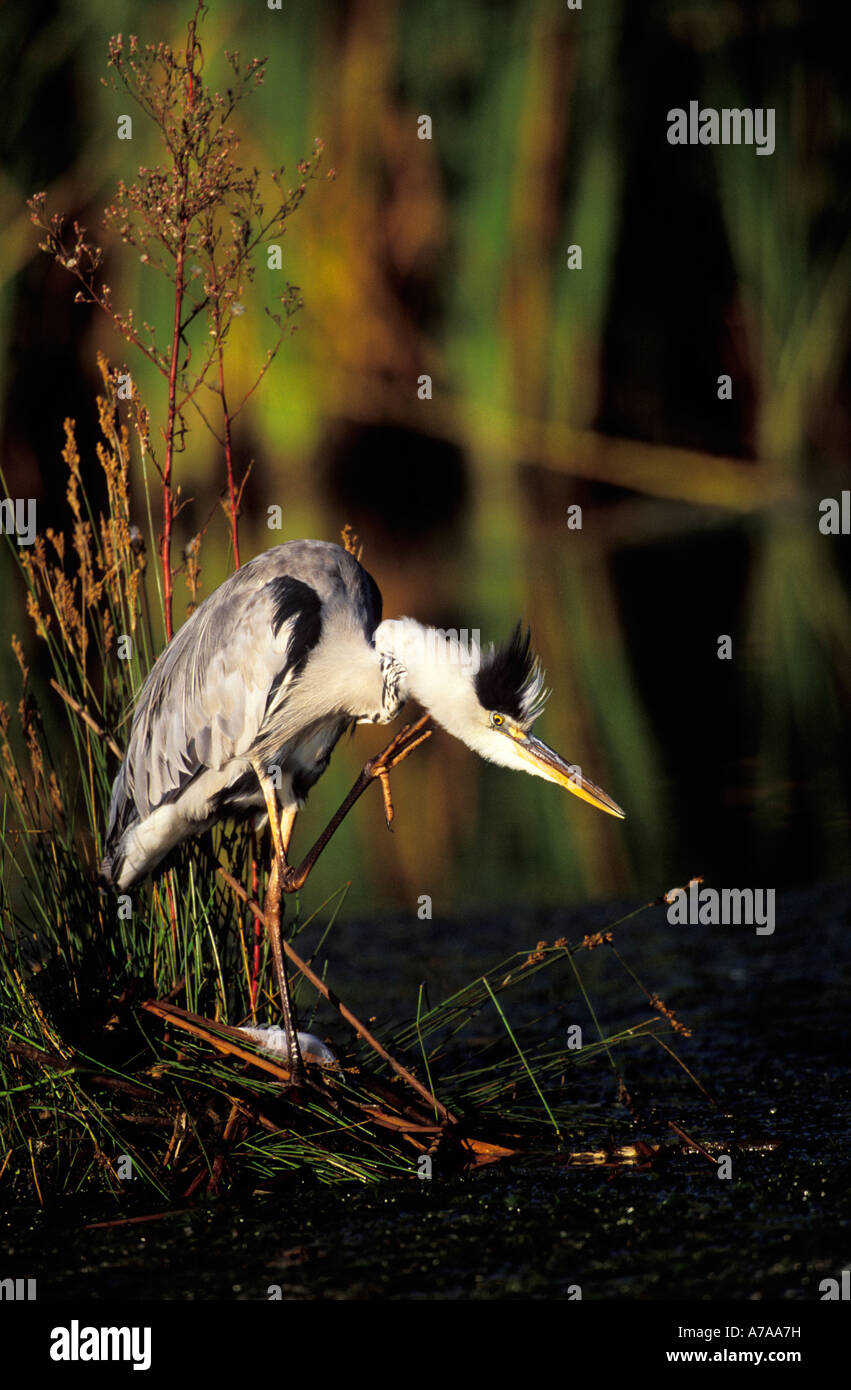 Clump Of Reeds High Resolution Stock Photography and Images - Alamy