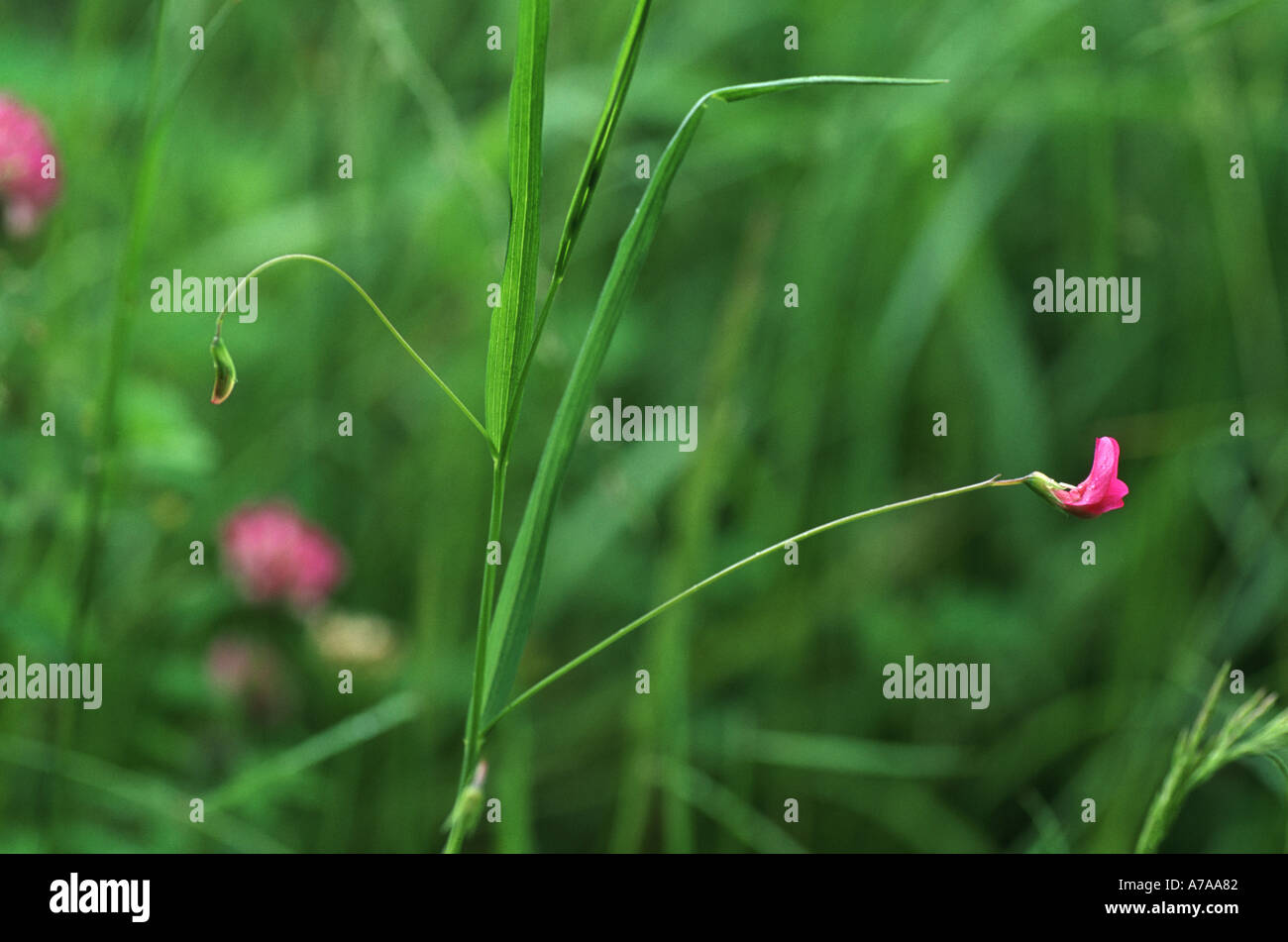Grass Vetchling Lathyrus nissolia Stock Photo - Alamy