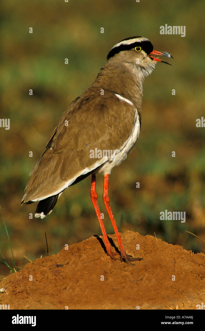 Crowned plover with beak open Johannesburg Gauteng South Africa Stock ...