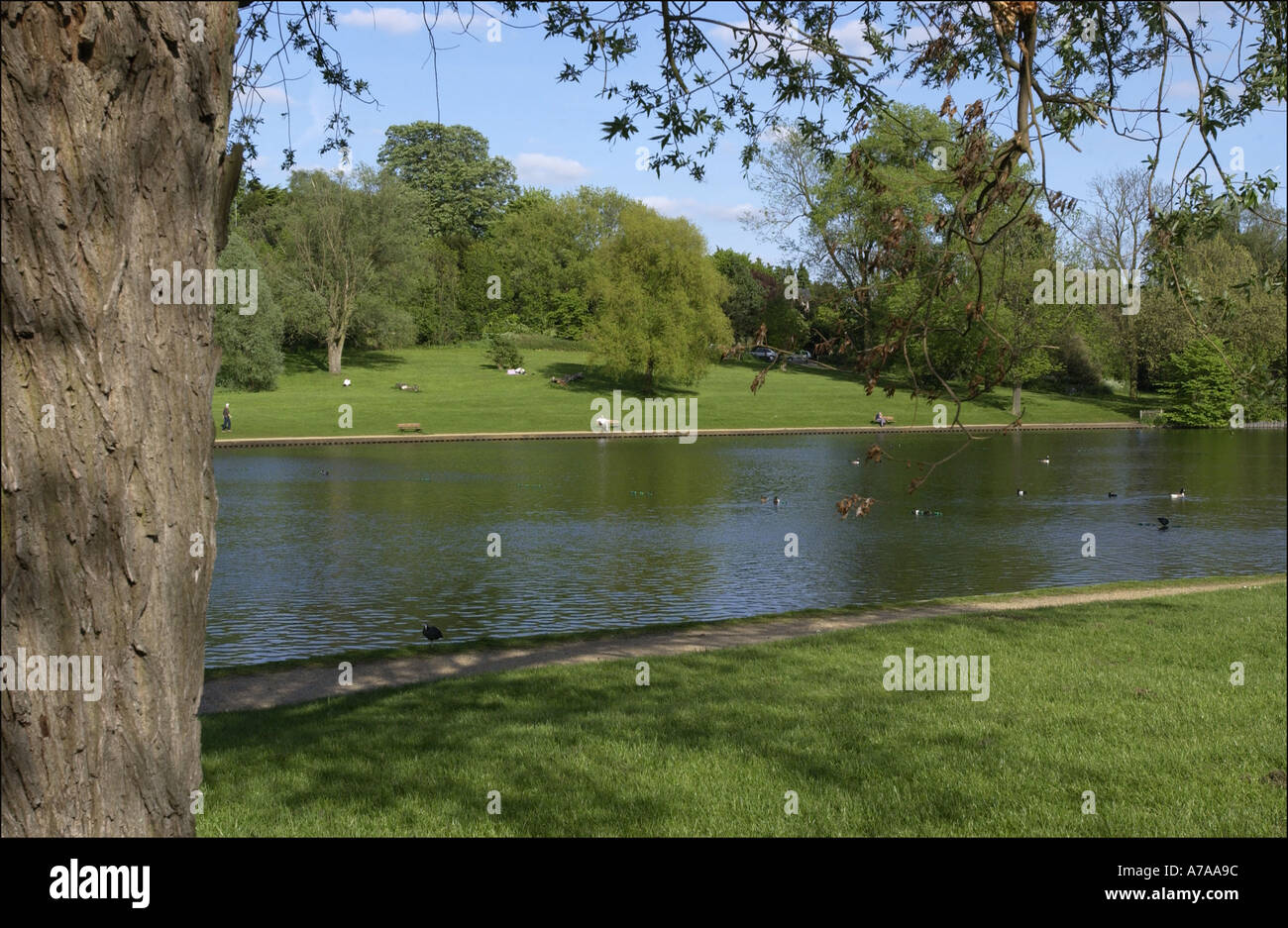Swimming Ponds on Hampstead Heath London Stock Photo - Alamy