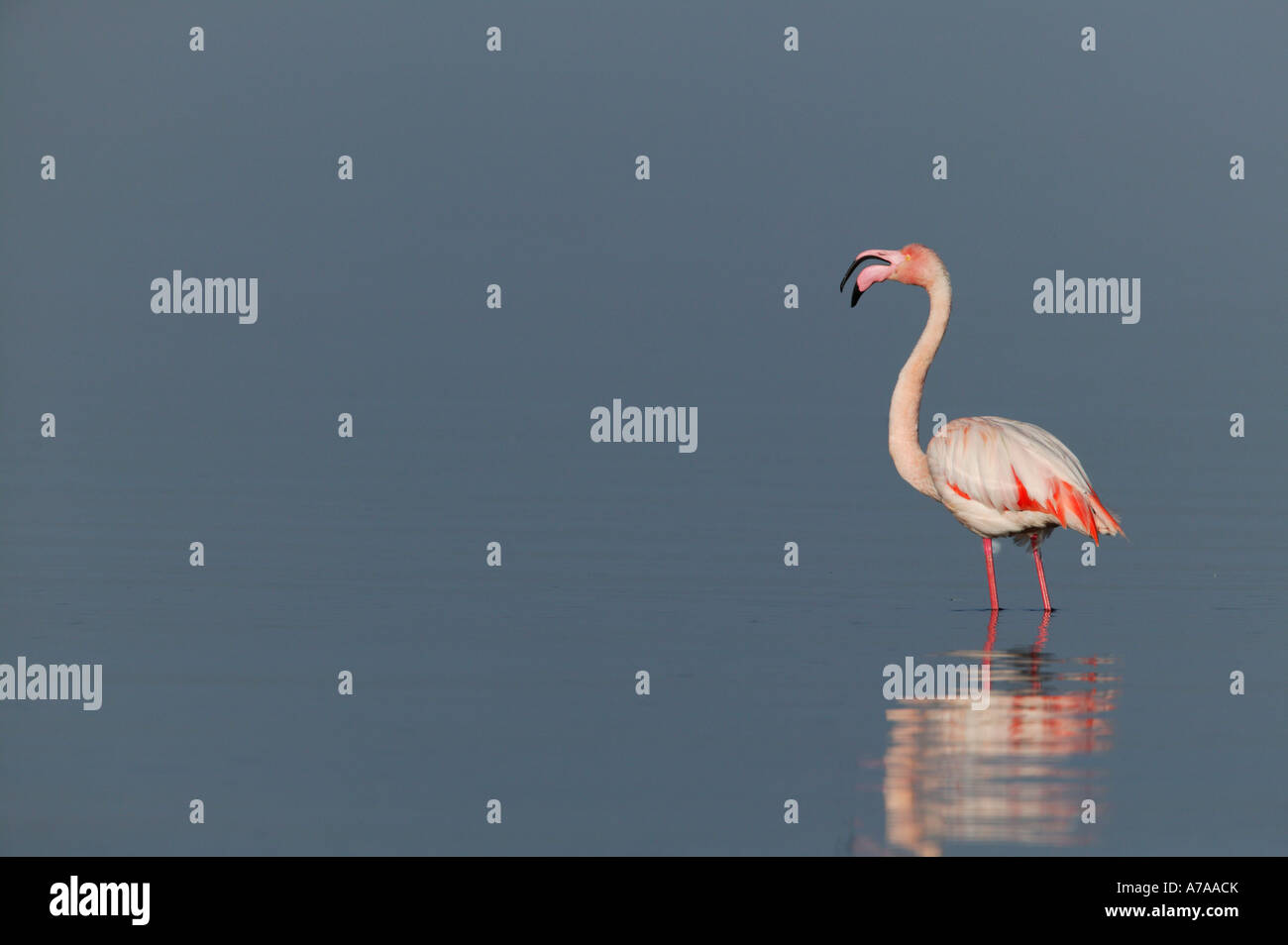 greater flamingo standing in water with its beak open Walvisbay Namibia ...