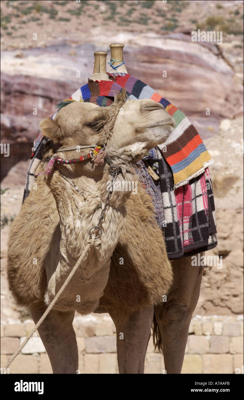 Camel in traditional dress, Jordan Stock Photo - Alamy