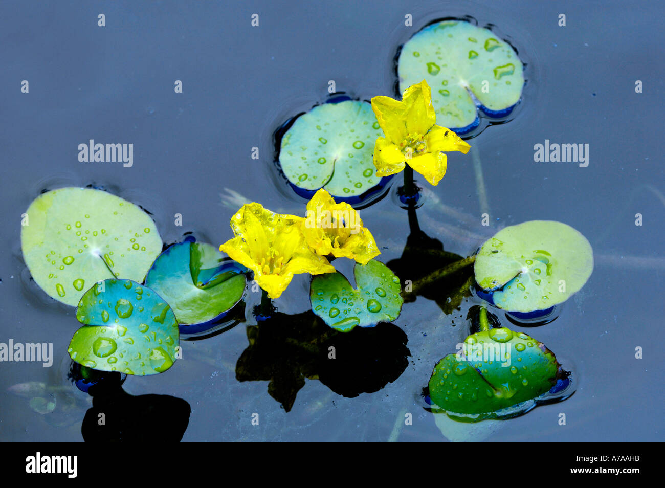Fringed Water-lily Yellow Floating Heart Stock Photo - Alamy