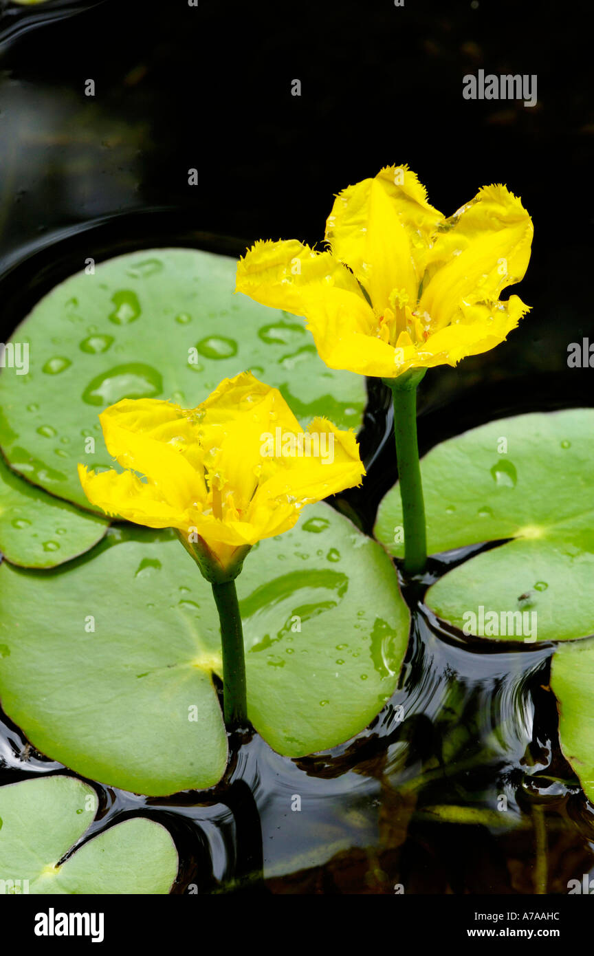 Fringed Water-lily Yellow Floating Heart Stock Photo - Alamy