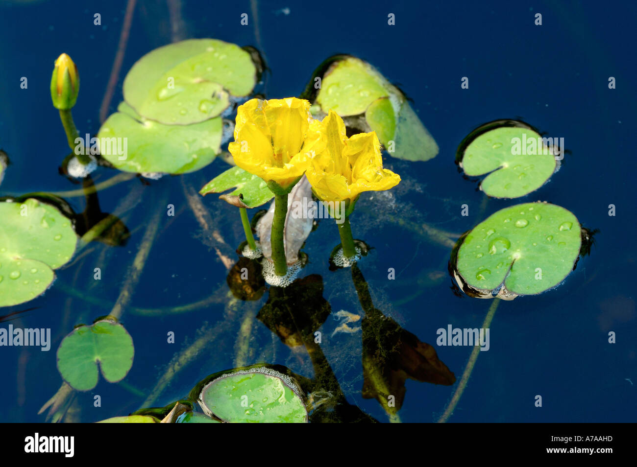 Fringed Water-lily Yellow Floating Heart Stock Photo - Alamy