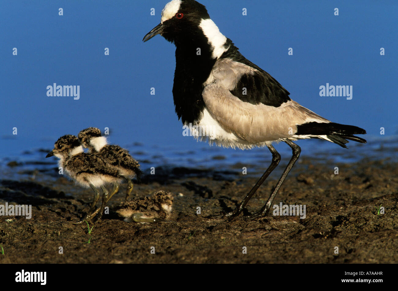 Blacksmith lapwing Plover mother and chicks Johannesburg Gauteng South ...