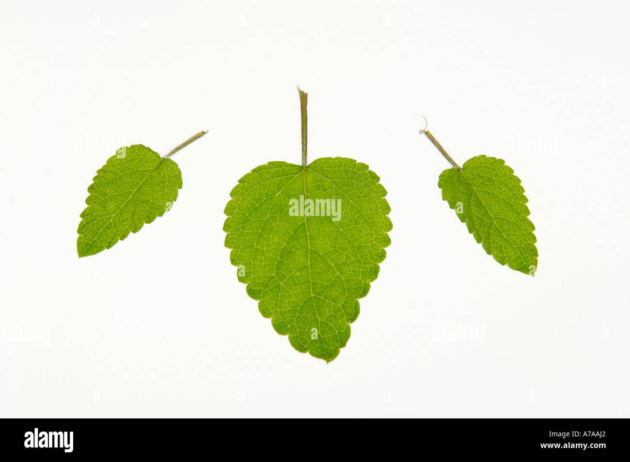 Lemon Balm Sweet Balm Stock Photo - Alamy