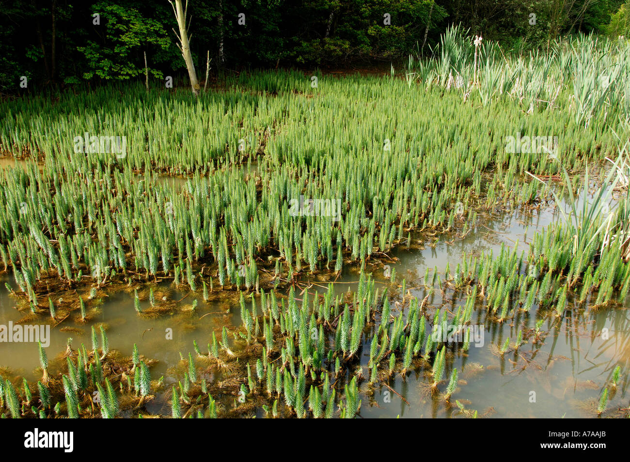 Common marestail hi-res stock photography and images - Alamy
